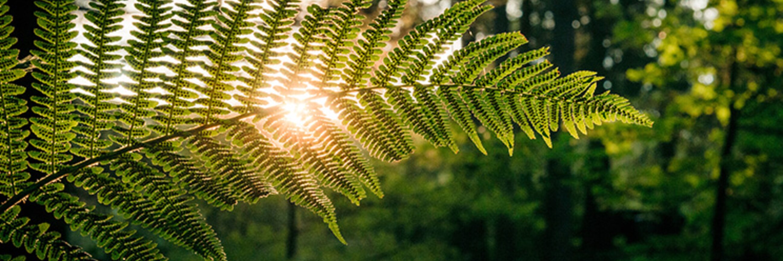 Nachhaltigkeit | Denner